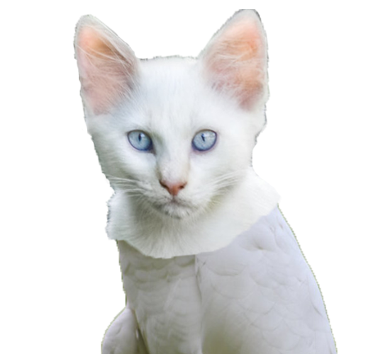How To Merge Photos In Photoshop Photo Editing